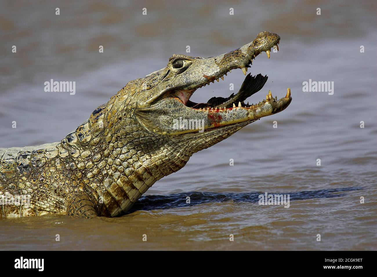 Spectacled Caiman, caiman crocodilus, Adult catching Fish, Los Lianos ...