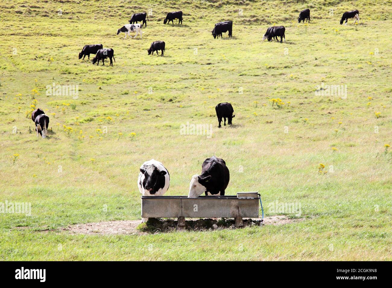 Cattle drinking from trough hi-res stock photography and images - Alamy
