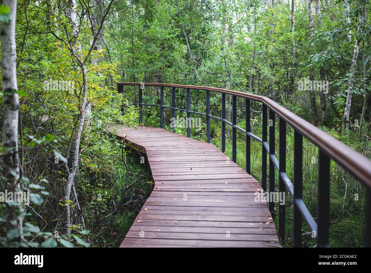 Summer view of wooden walkway on the territory of Sestroretsk swamp ...