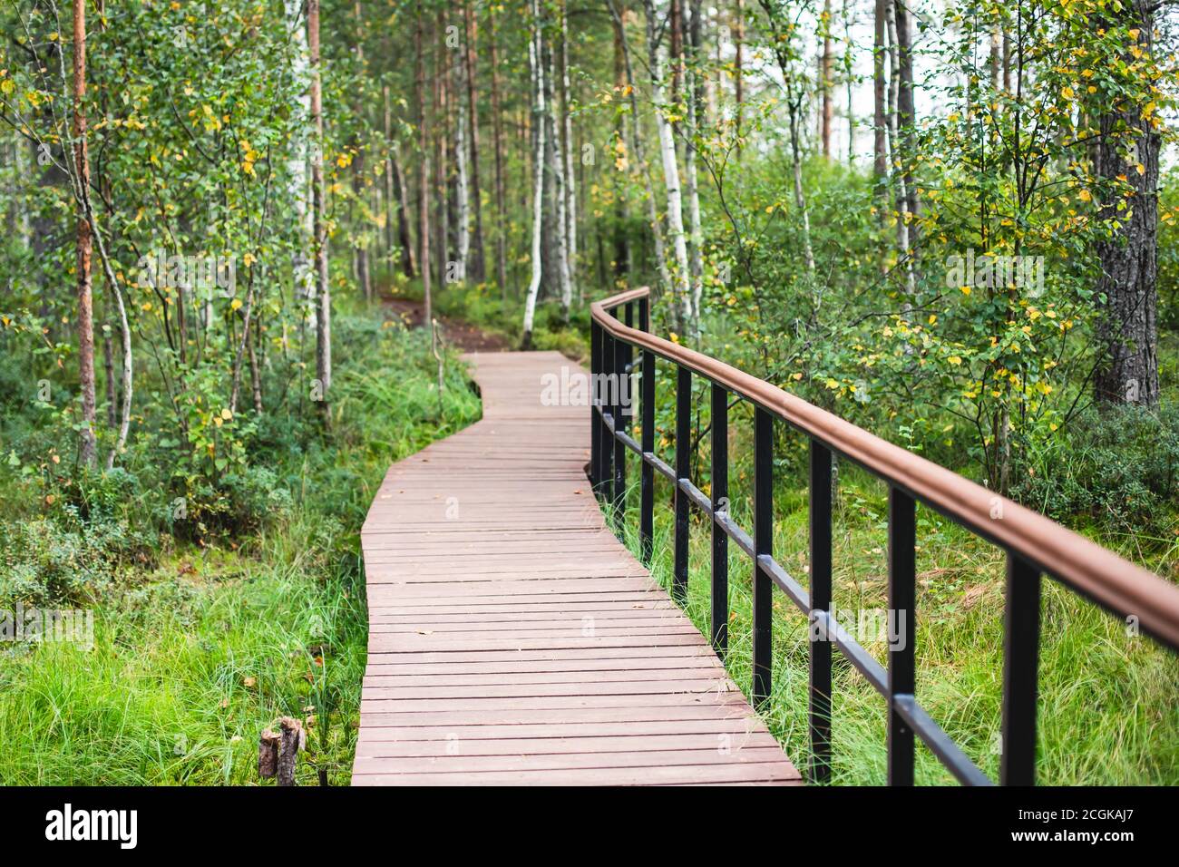 Summer view of wooden walkway on the territory of Sestroretsk swamp ...