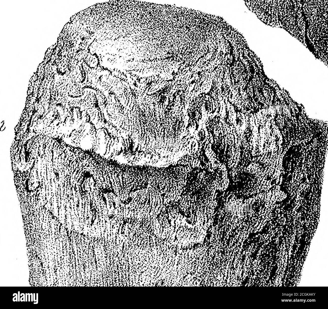Diprotodon hi-res stock photography and images - Alamy