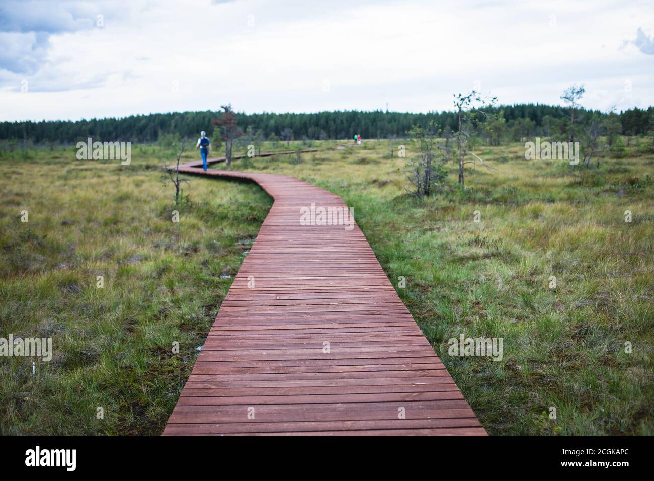 Summer view of wooden walkway on the territory of Sestroretsk swamp ...