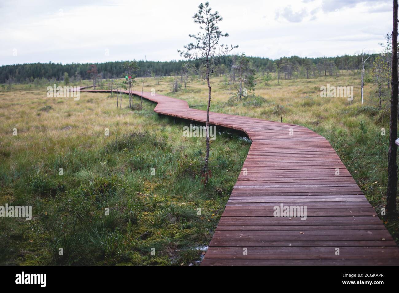 Summer view of wooden walkway on the territory of Sestroretsk swamp ...