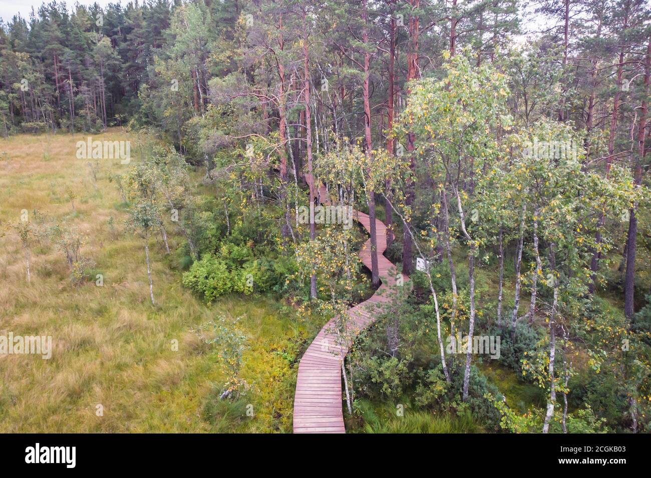 Summer view of wooden walkway on the territory of Sestroretsk swamp ...
