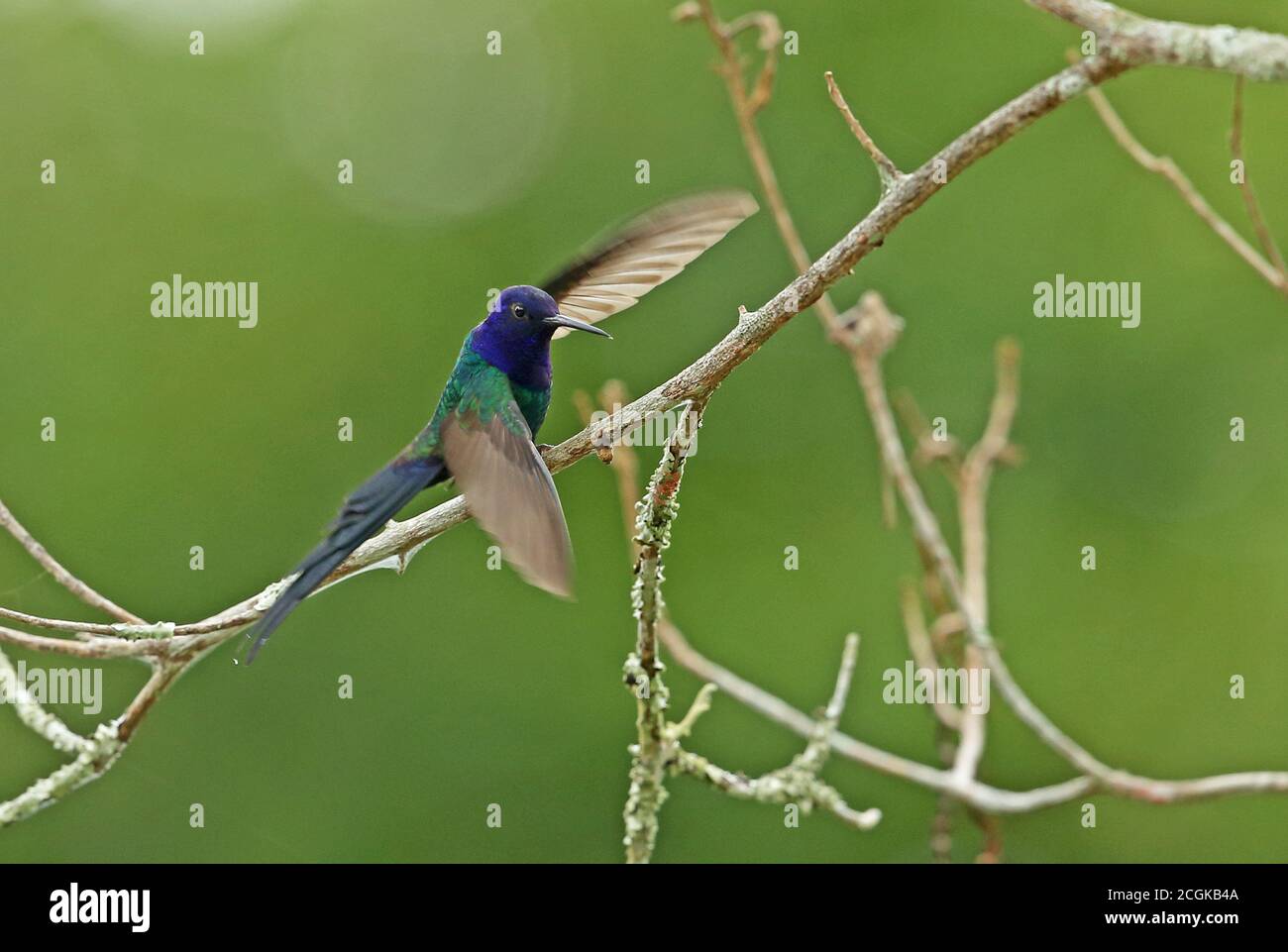 Swallow-tailed Hummingbird (Eupetomena macroura macroura) adult taking ...