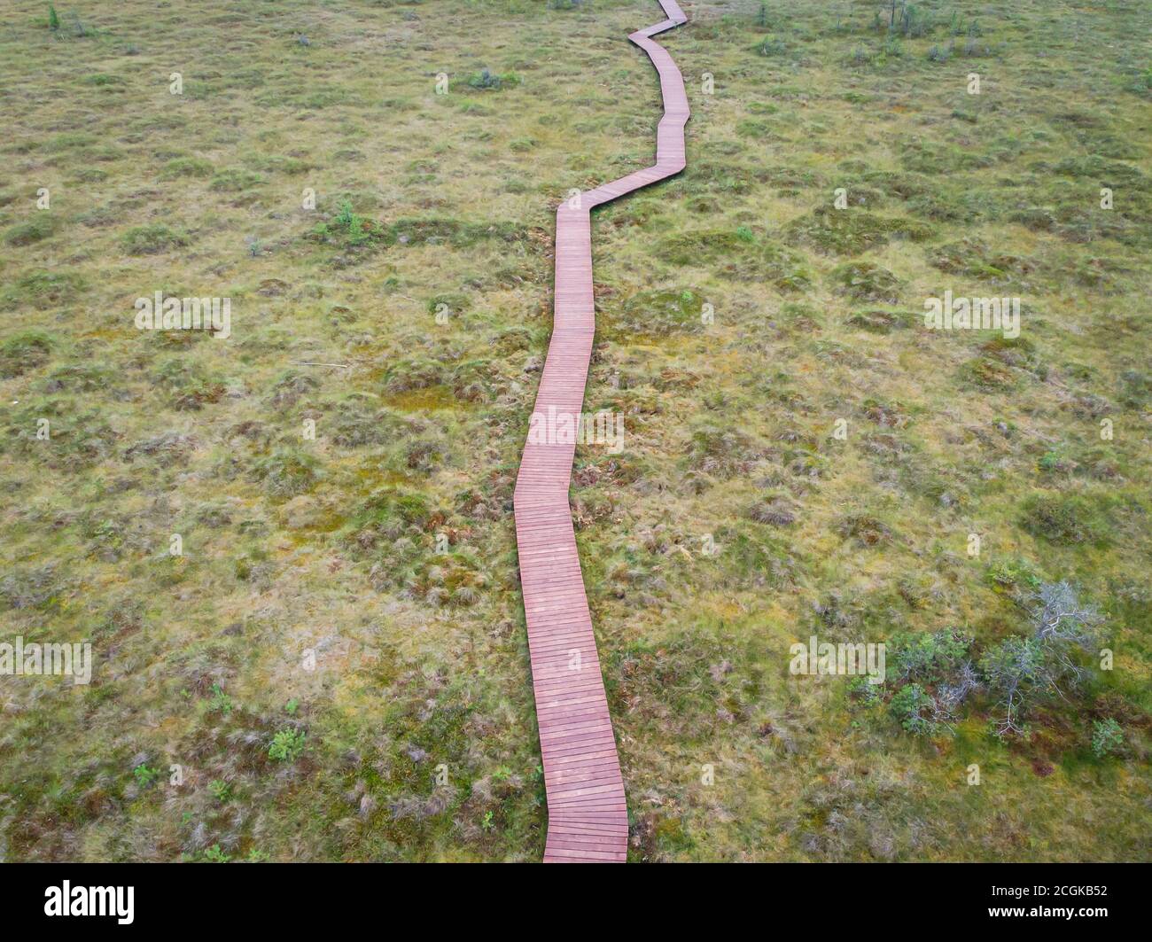 Summer view of wooden walkway on the territory of Sestroretsk swamp ...