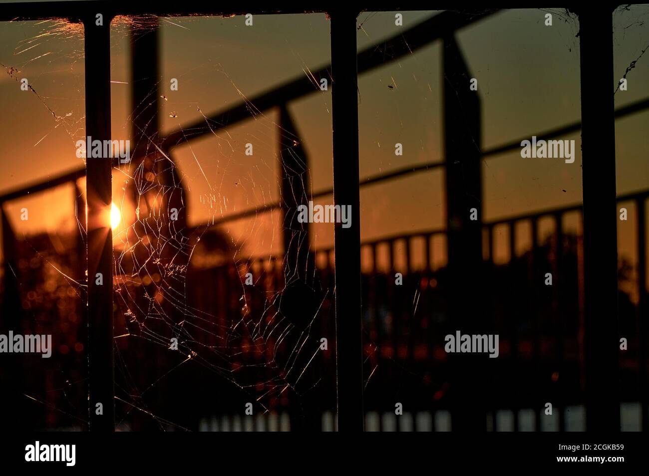 A spider web spun between the struts of a railing and made to glitter ...