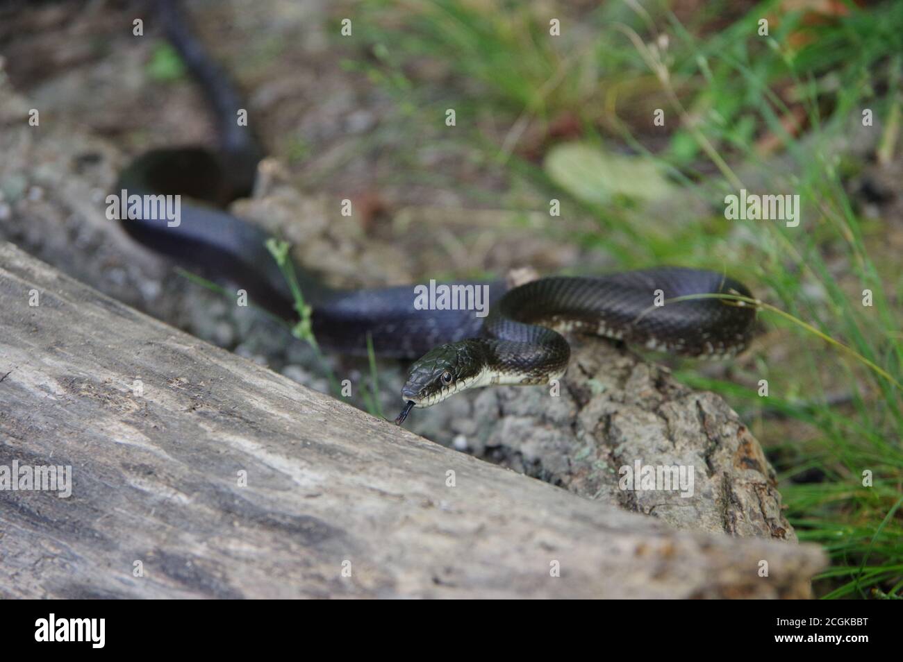 Brown rat snake hi-res stock photography and images - Alamy