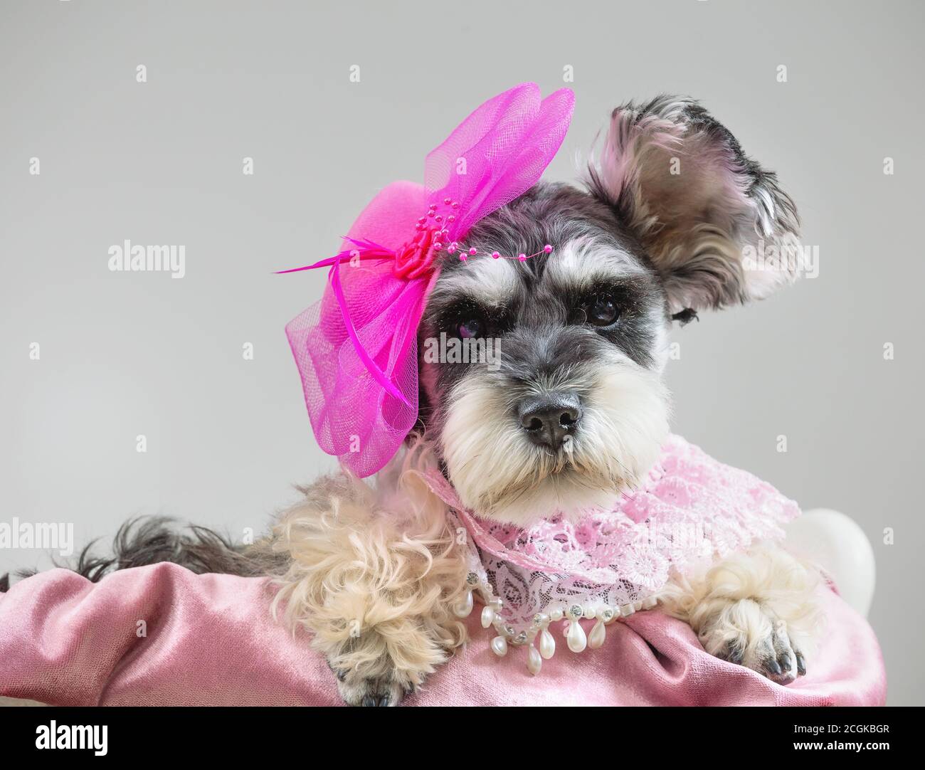 Portrait of a miniature schnauzer dog in a decorative pink hat Stock ...