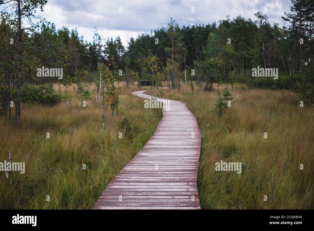 Summer view of wooden walkway on the territory of Sestroretsk swamp ...