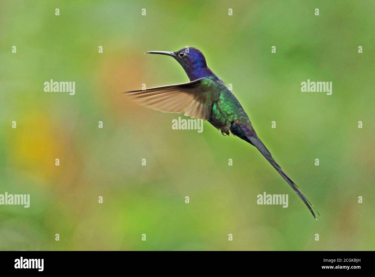 Swallow-tailed Hummingbird (Eupetomena macroura macroura) adult in ...