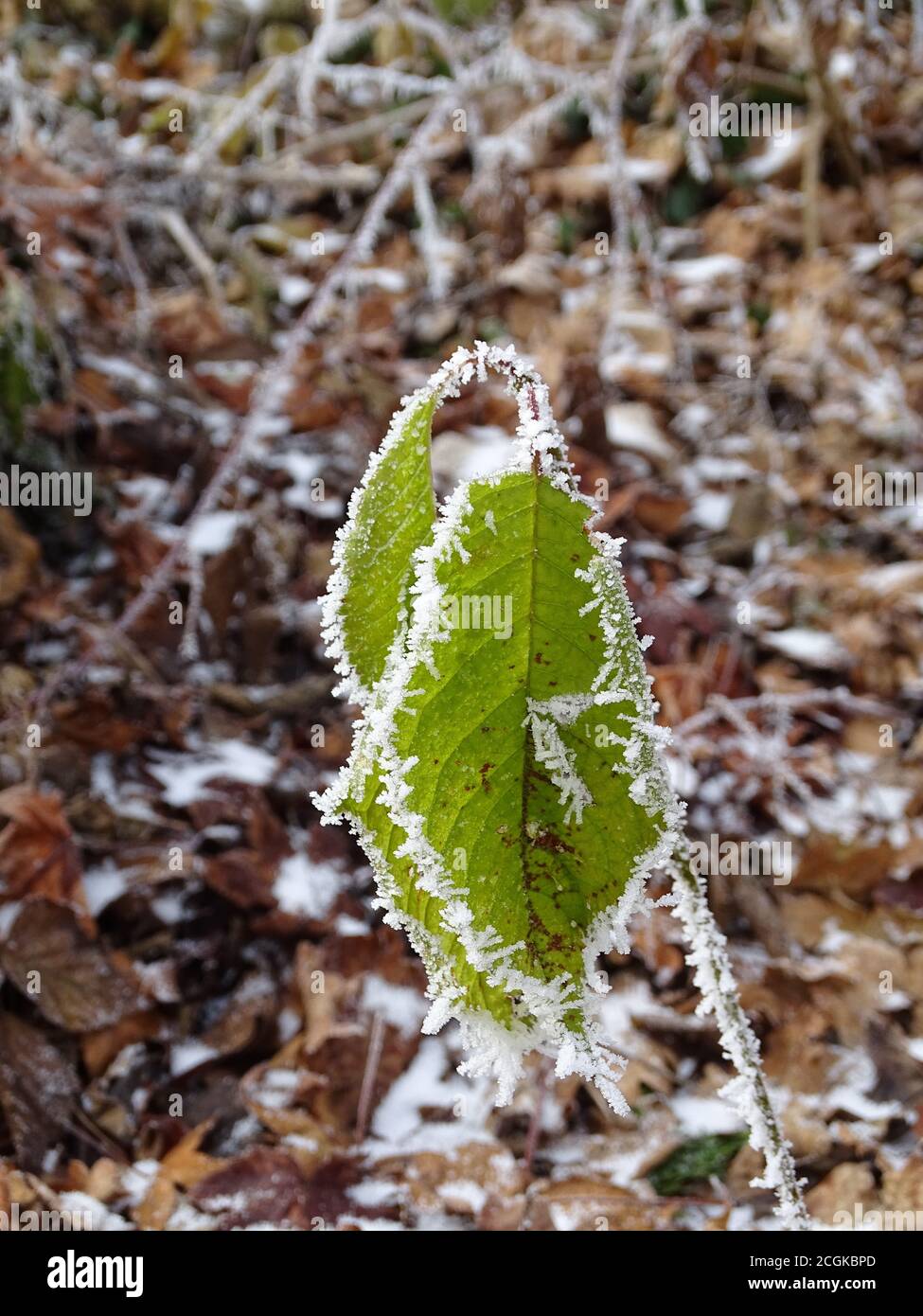 Iced leaf hi-res stock photography and images - Alamy