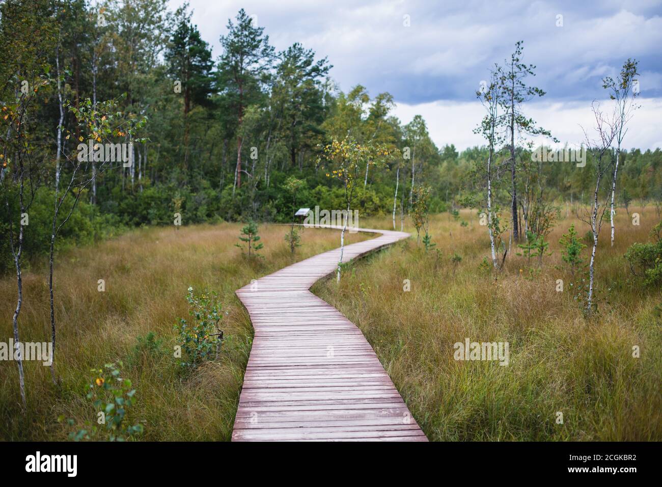 Summer view of wooden walkway on the territory of Sestroretsk swamp ...