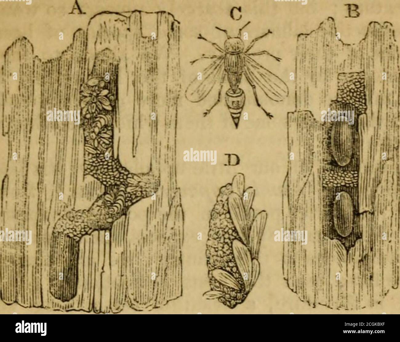 Five insects rose hi-res stock photography and images - Alamy