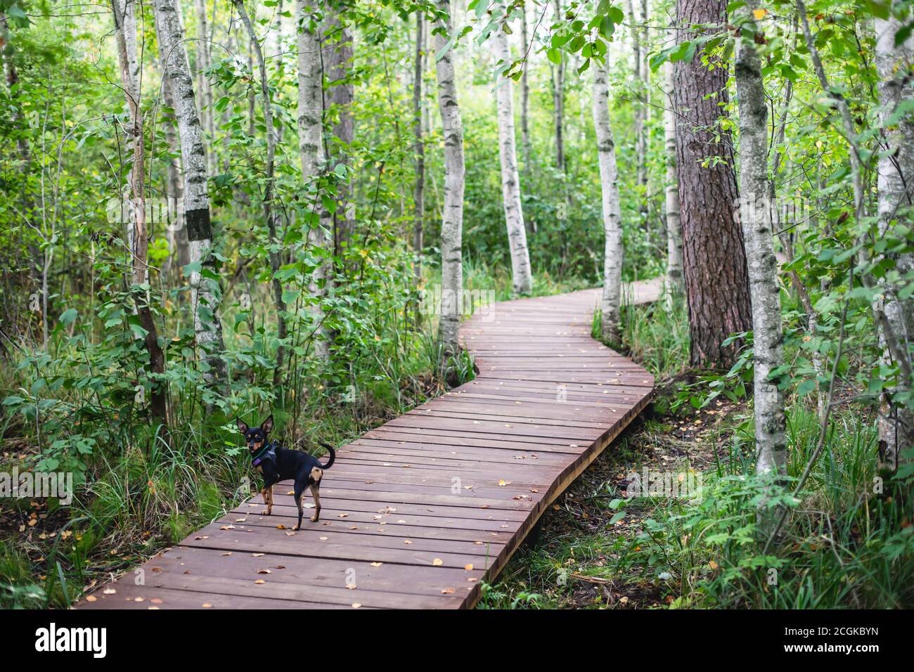 Summer view of wooden walkway on the territory of Sestroretsk swamp ...