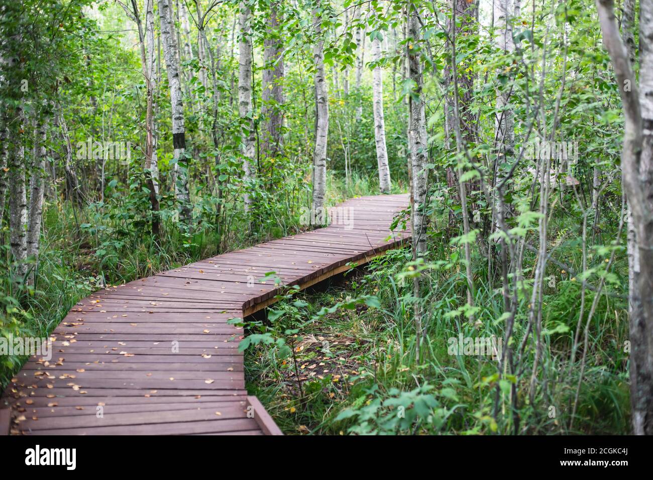 Summer view of wooden walkway on the territory of Sestroretsk swamp ...