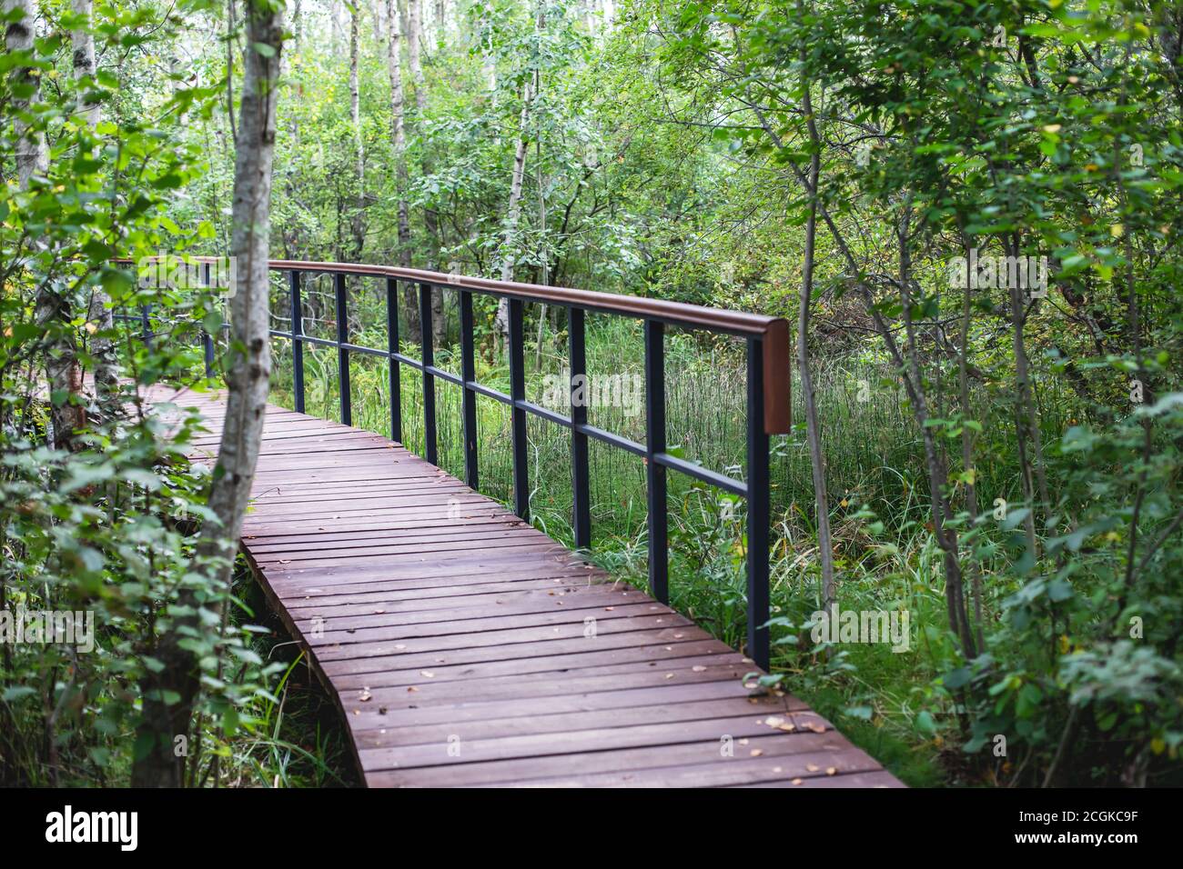 Summer view of wooden walkway on the territory of Sestroretsk swamp ...