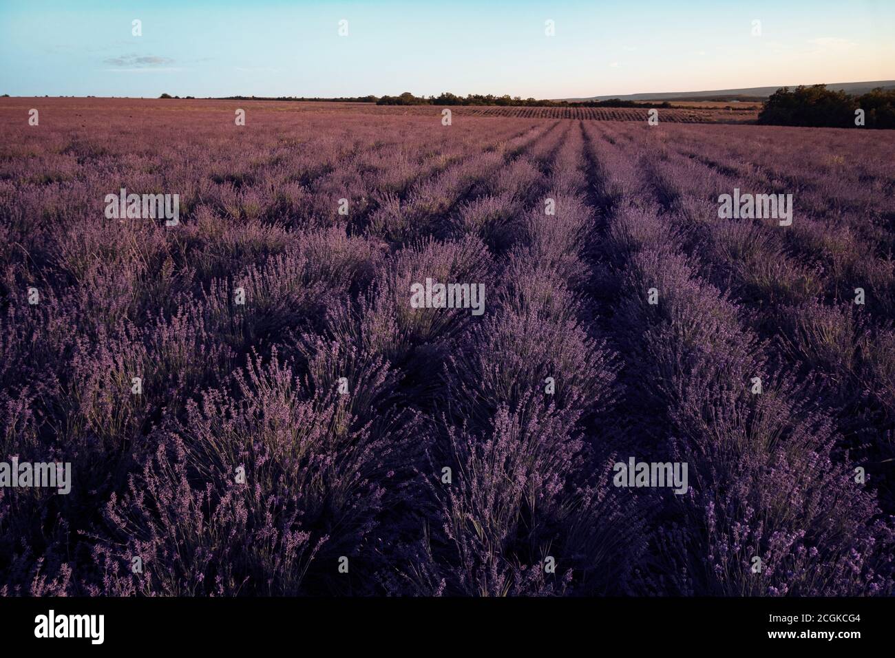 Lavender violet Field in the summer sunset time Stock Photo - Alamy