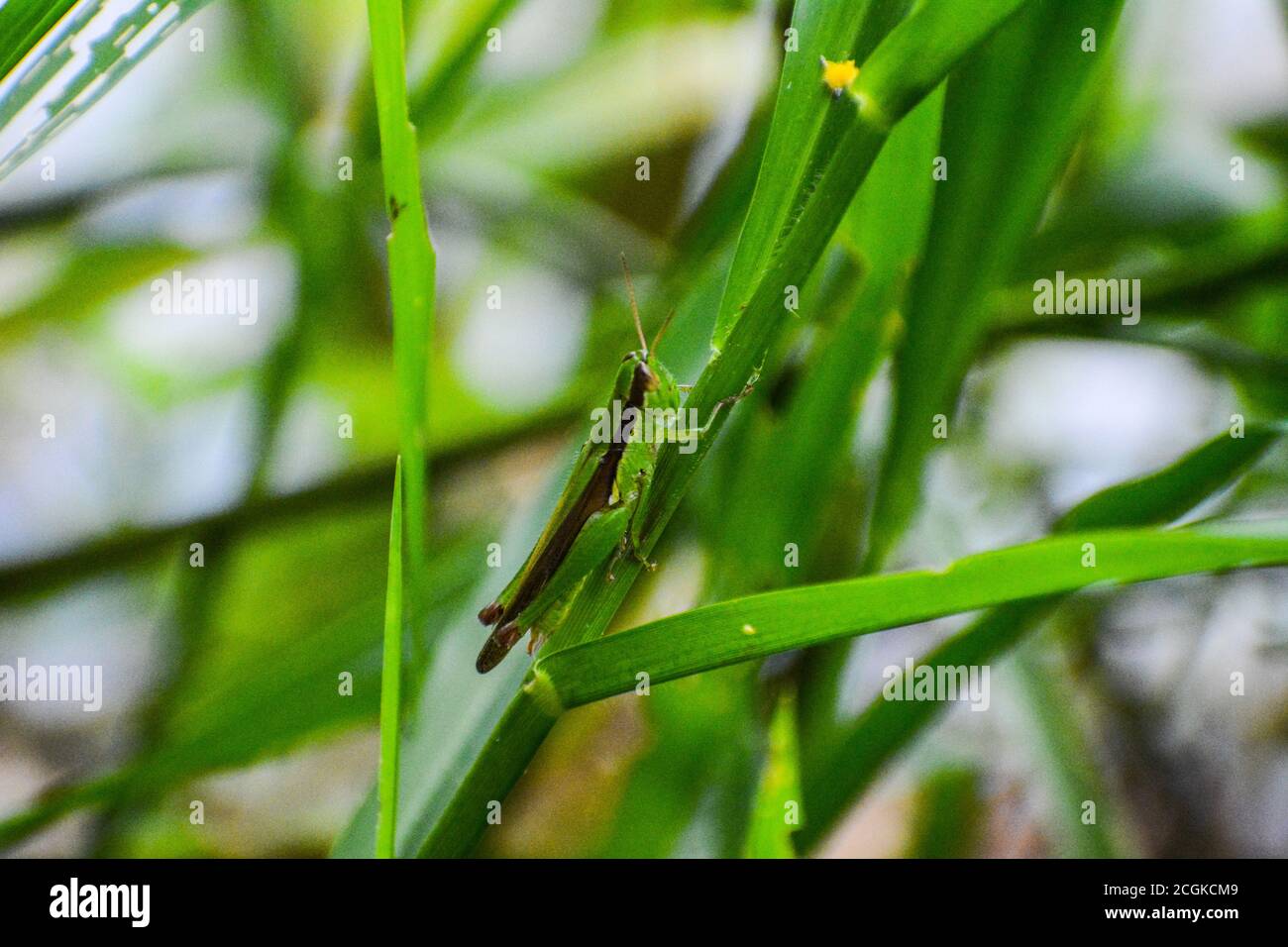 Isolanted hi-res stock photography and images - Alamy