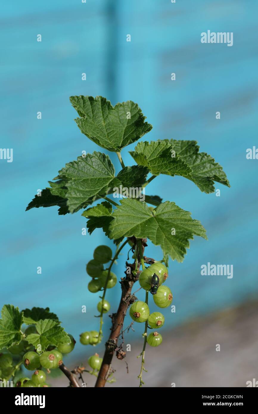 Isolated branch of a growing red currant plant Stock Photo - Alamy
