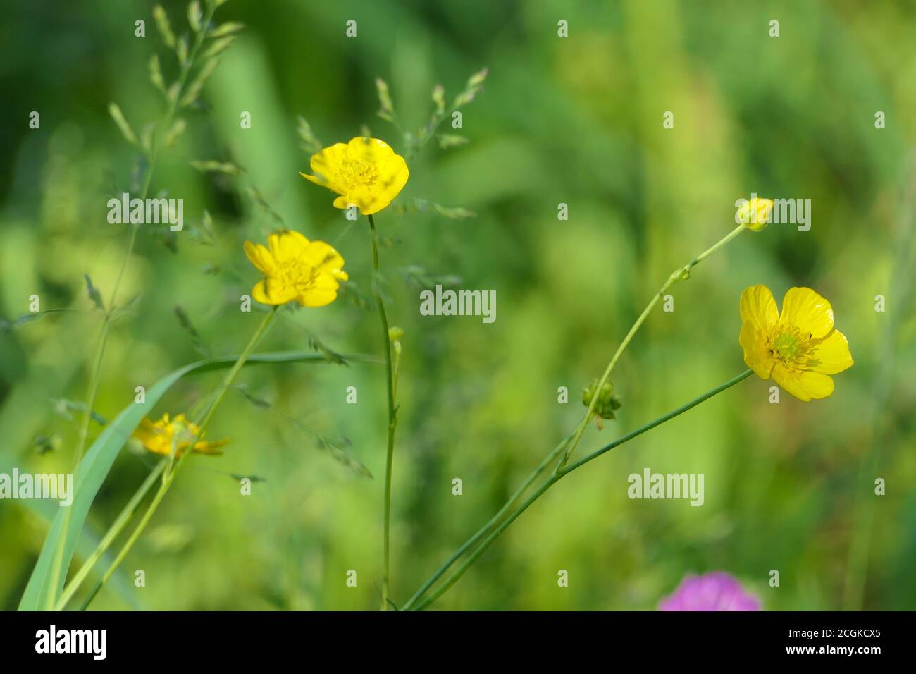 Ranunculus acris garden hi-res stock photography and images - Alamy
