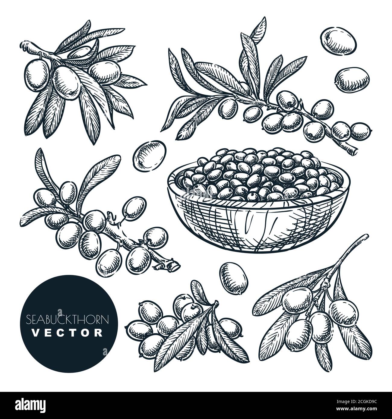 Berries in autumn on Stock Vector Images - Alamy