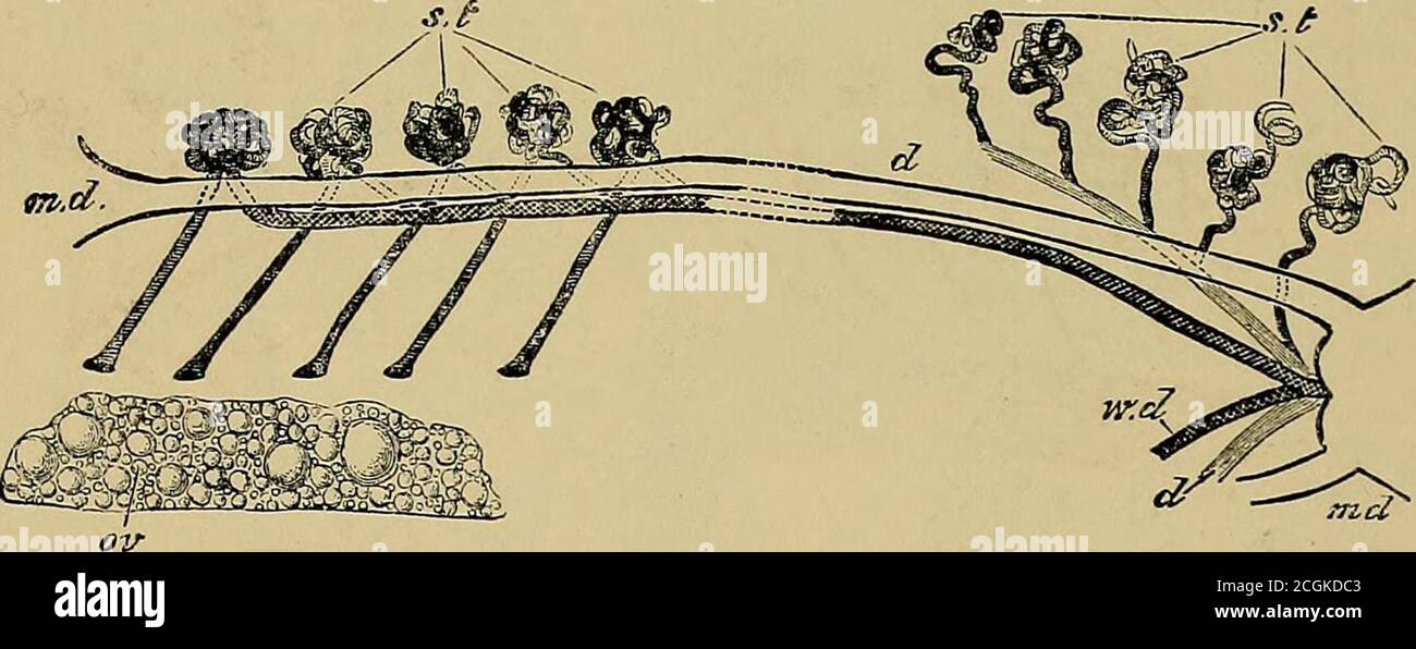 . Quain's elements of anatomy . ts ofa set of segmental tubes developed ...