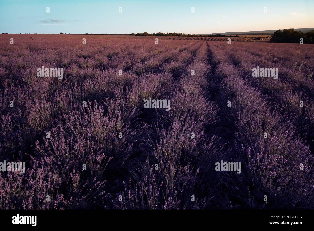 Lavender violet Field in the summer sunset time Stock Photo - Alamy