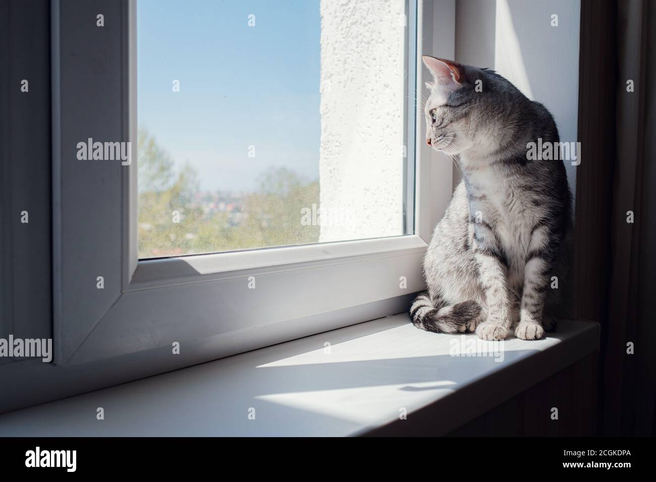 Beautiful grey cat sitting on windowsill and looking to a window. with ...