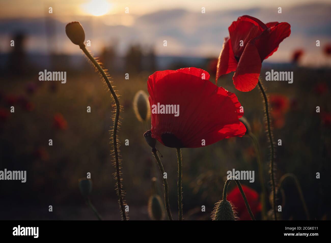 beautiful wild poppies in the field, close up. Rural scenery. Spring ...