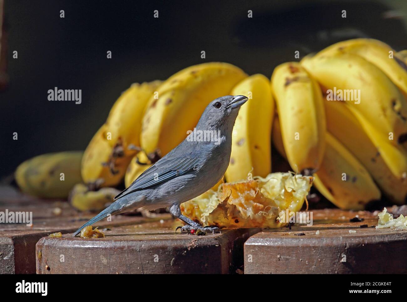 Sayaca Tanager (Thraupis sayaca sayaca) adult feeding at bird table ...