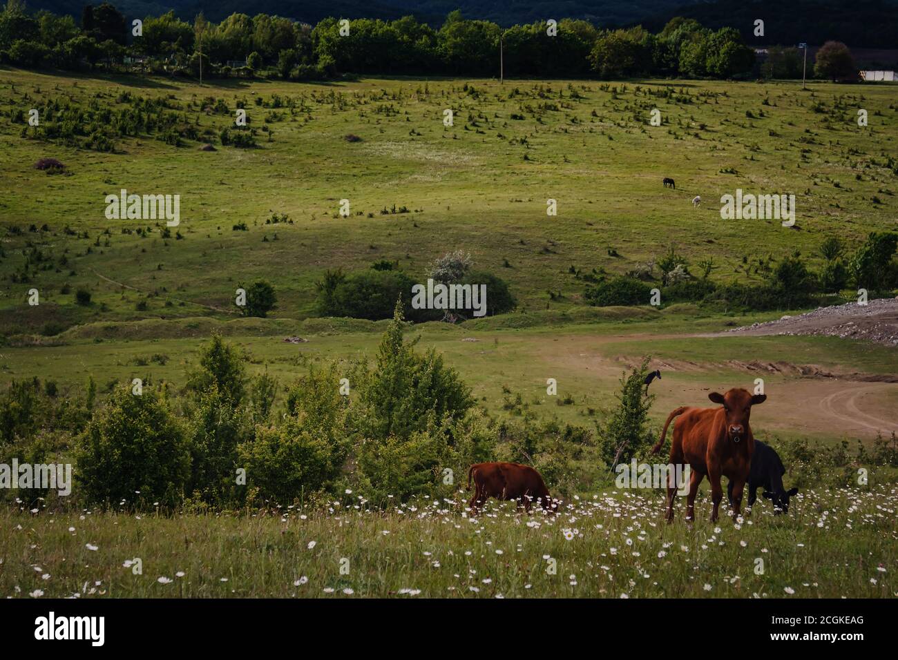 Young calves eat fresh hi-res stock photography and images - Alamy