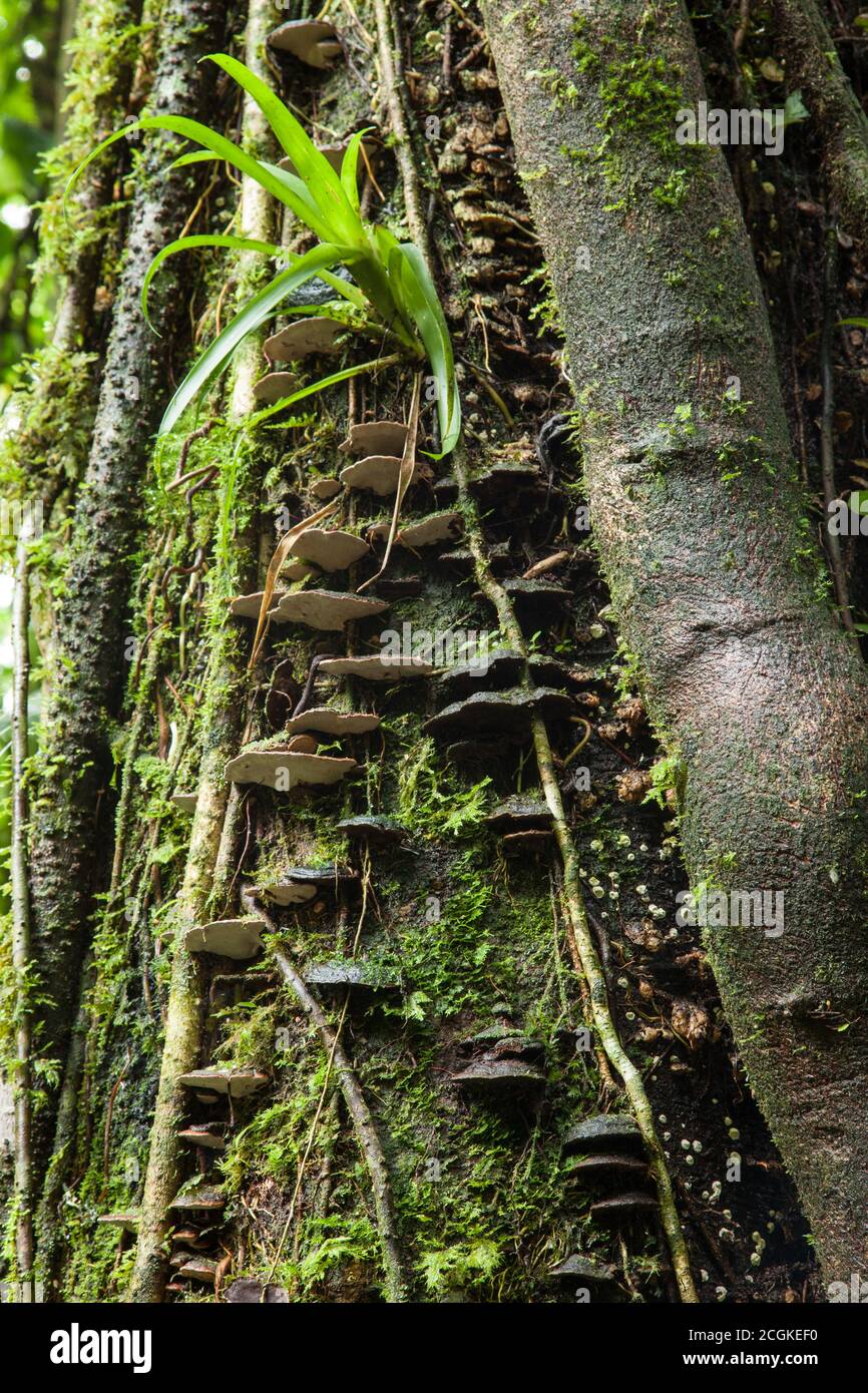Bracket fungi or polypores on a tree trunk in the rain forests of Costa ...