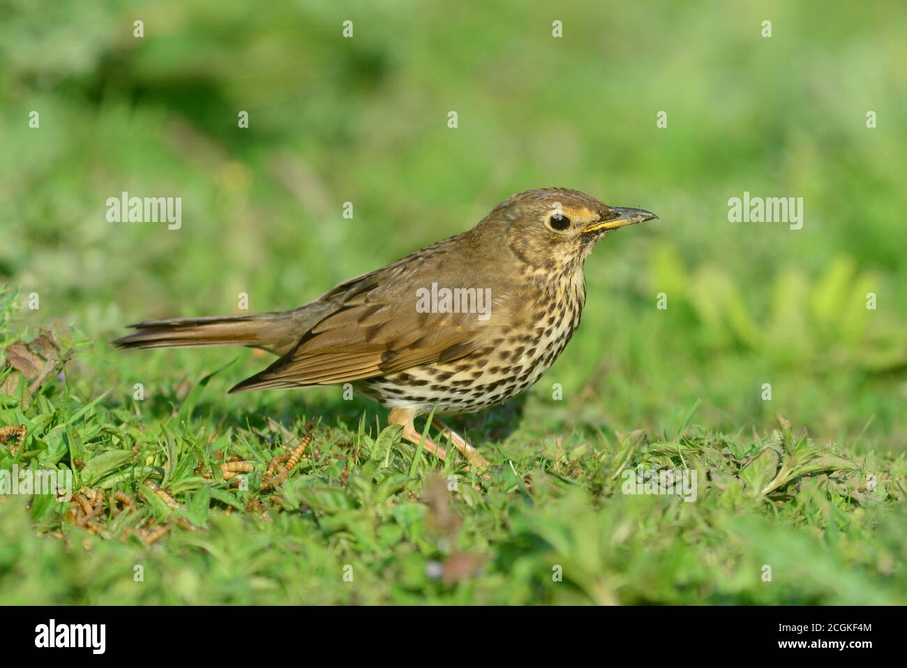 song thrush foraging for food for nestlings Stock Photo - Alamy