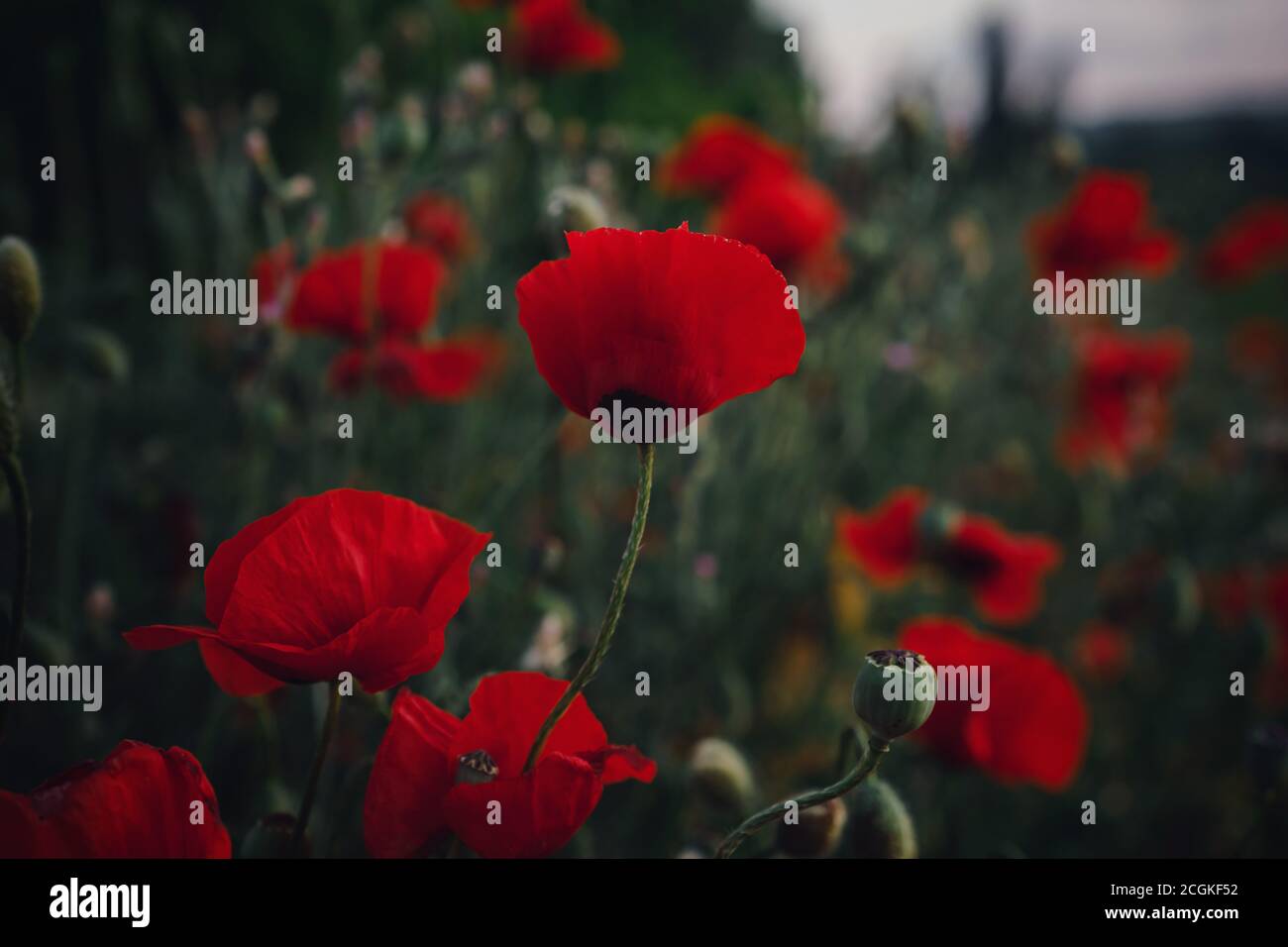 beautiful wild poppies in the field, close up. Rural scenery. Spring ...