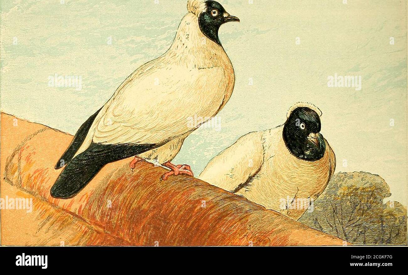 . Pigeons: their structure, varieties, habits, and management . ured ...