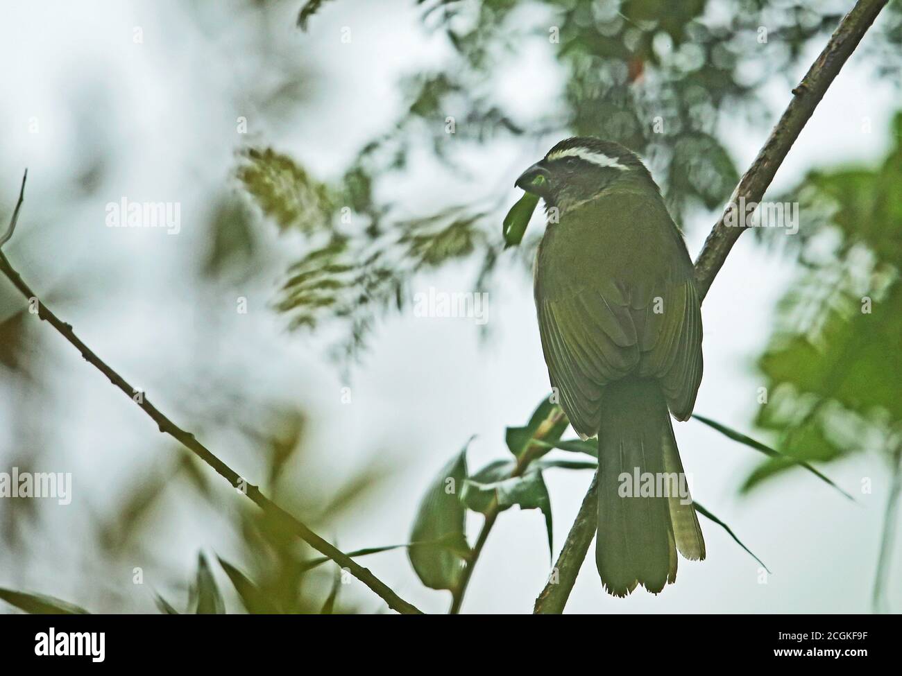 Saltator maxillosus hi-res stock photography and images - Alamy