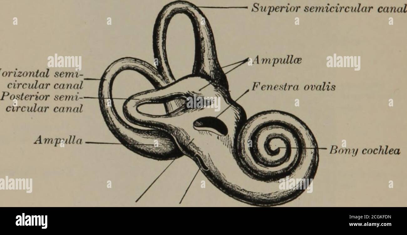 . Nursing in diseases of the eye, ear, nose, and throat . th the ...