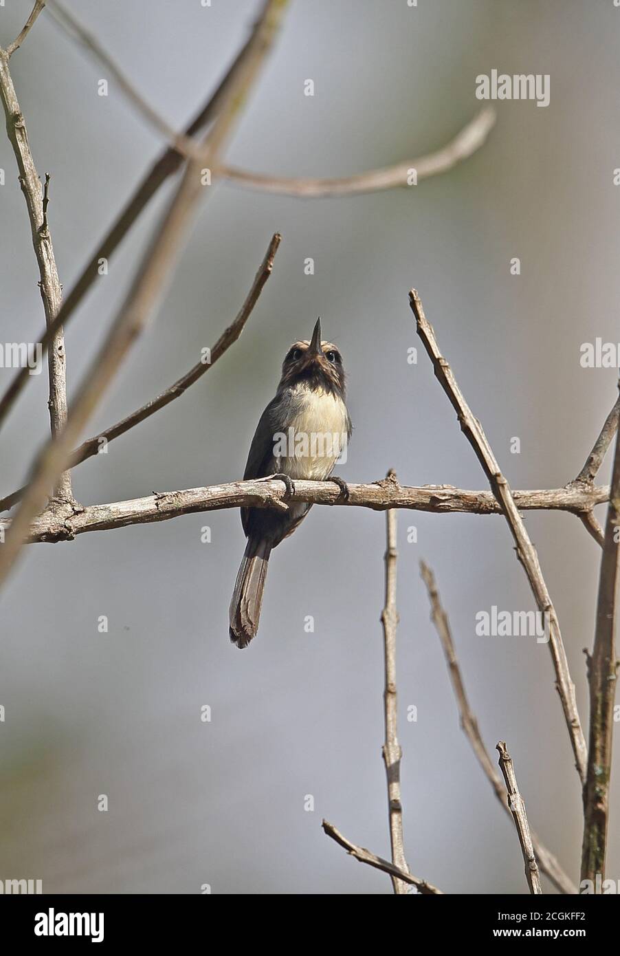 Three-toed Jacamar (Jacamaralcyon tridactyla) adult perched on dead ...