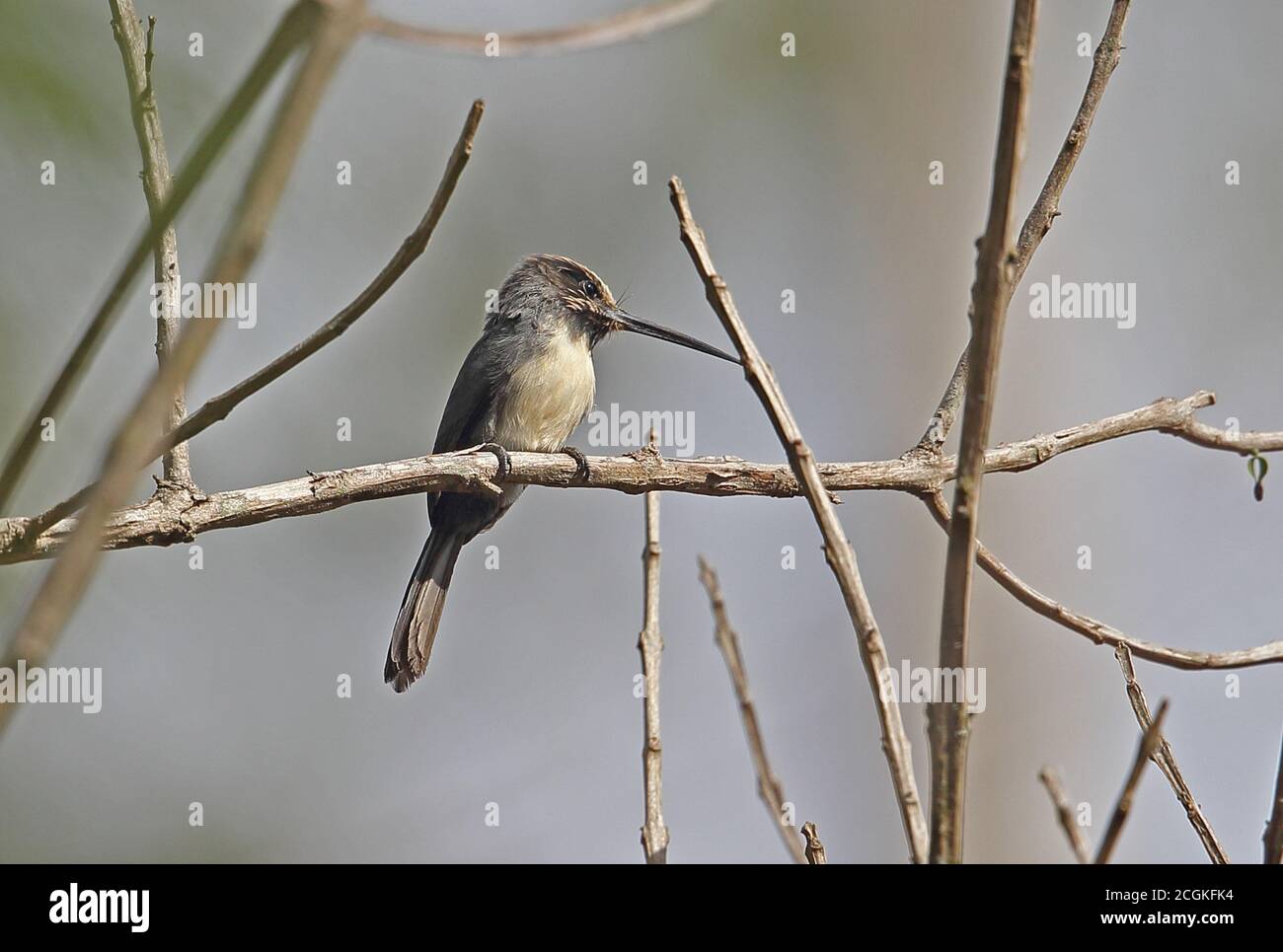 Three-toed Jacamar (Jacamaralcyon tridactyla) adult perched on dead ...