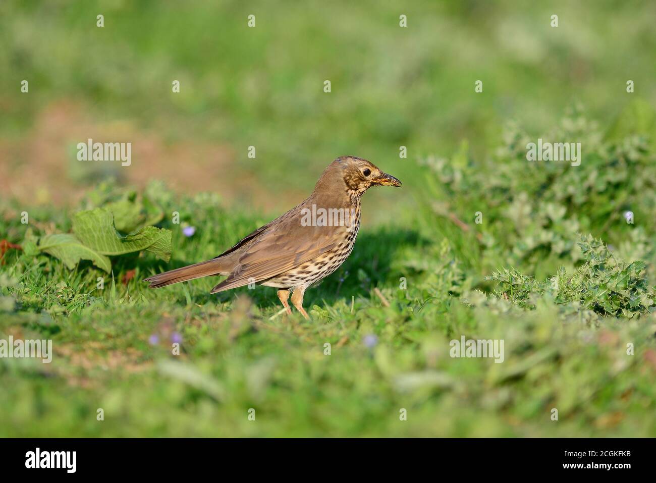 song thrush foraging for food for nestlings Stock Photo - Alamy