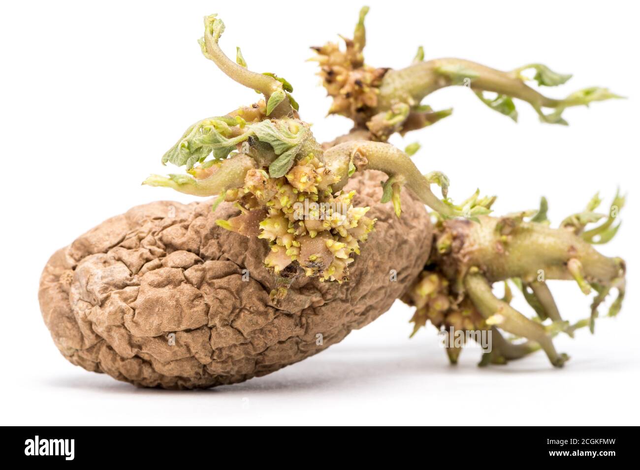 Wrinkled potato hi-res stock photography and images - Alamy