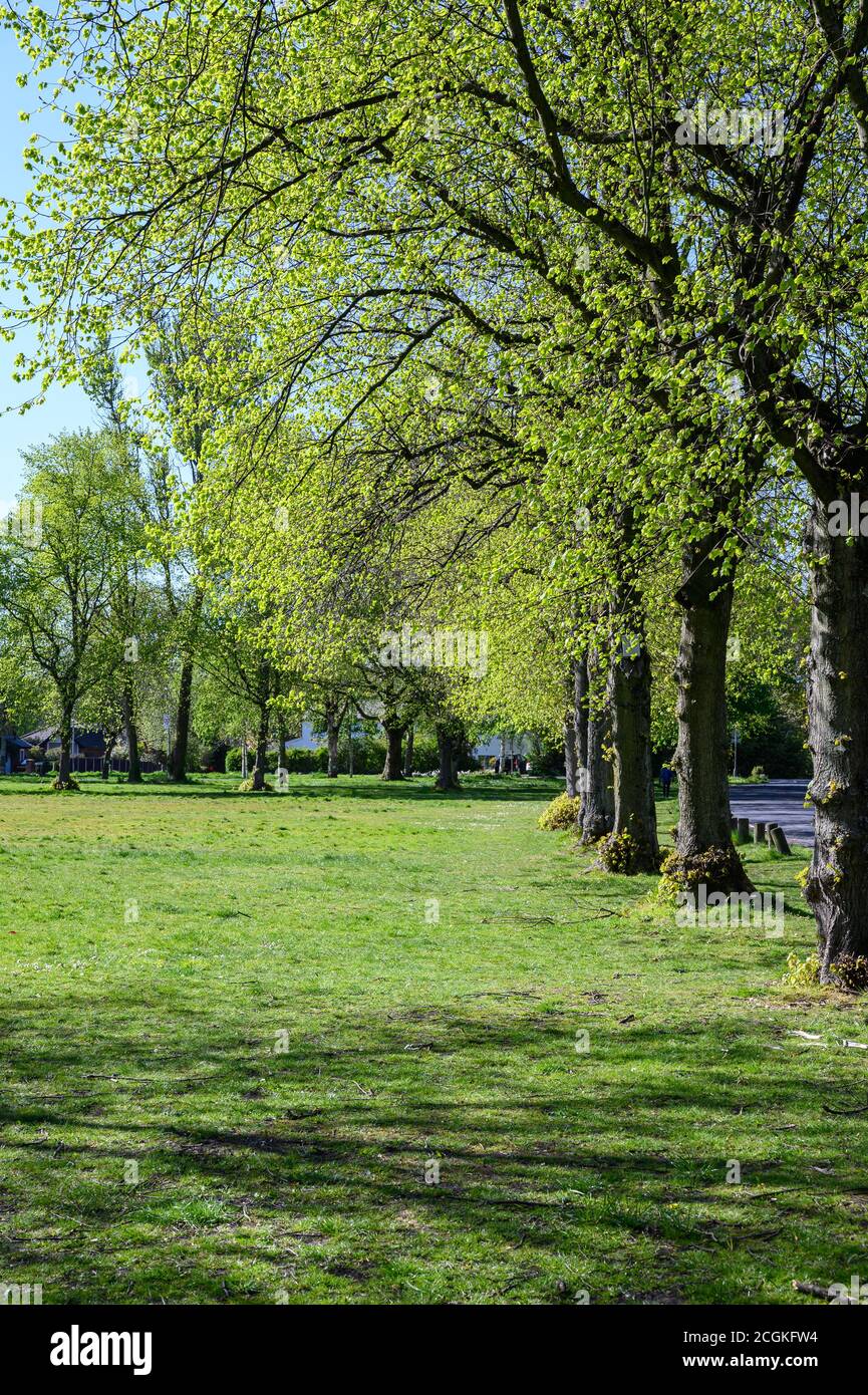 Lime trees, Roe Green, Worsley, Manchester Stock Photo - Alamy
