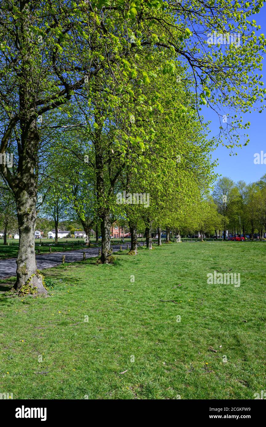 Lime trees, Roe Green, Worsley, Manchester Stock Photo - Alamy