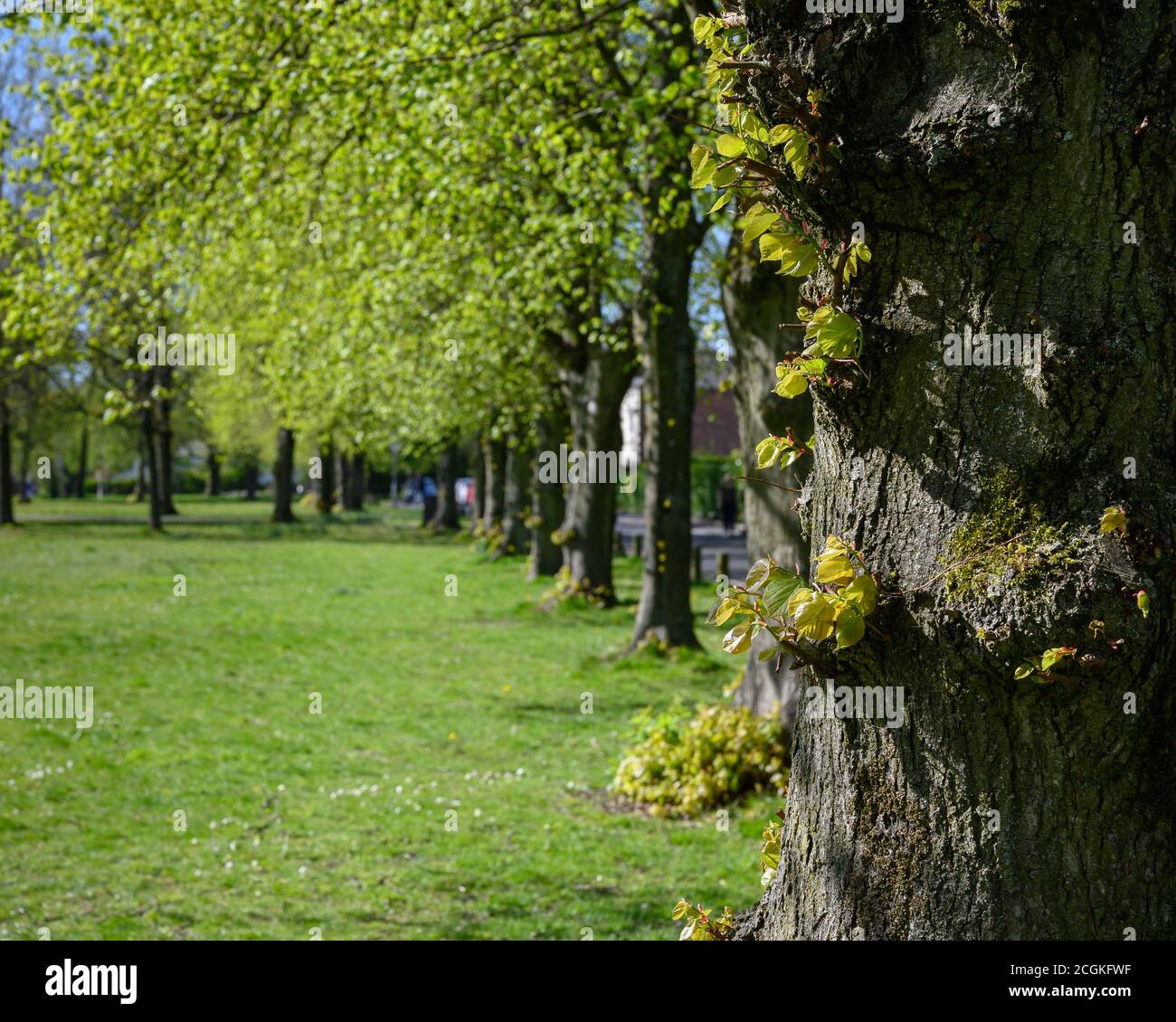 Lime trees, Roe Green, Worsley, Manchester Stock Photo - Alamy