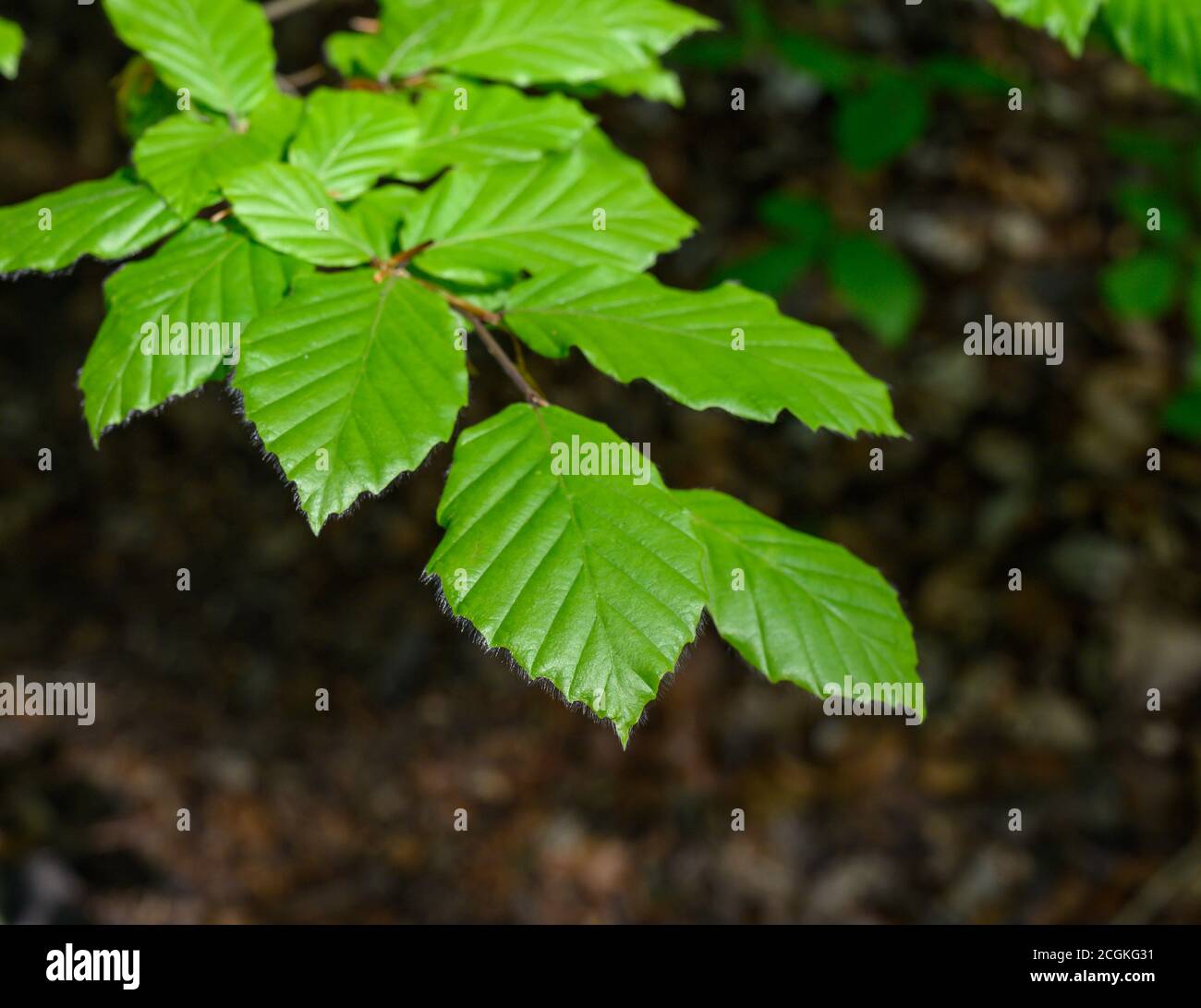 Beech trees in the spring, Worsley Woods, Worsley, Manchester Stock ...