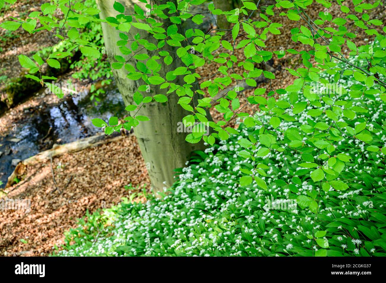 Beech trees in the spring, Worsley Woods, Worsley, Manchester Stock ...