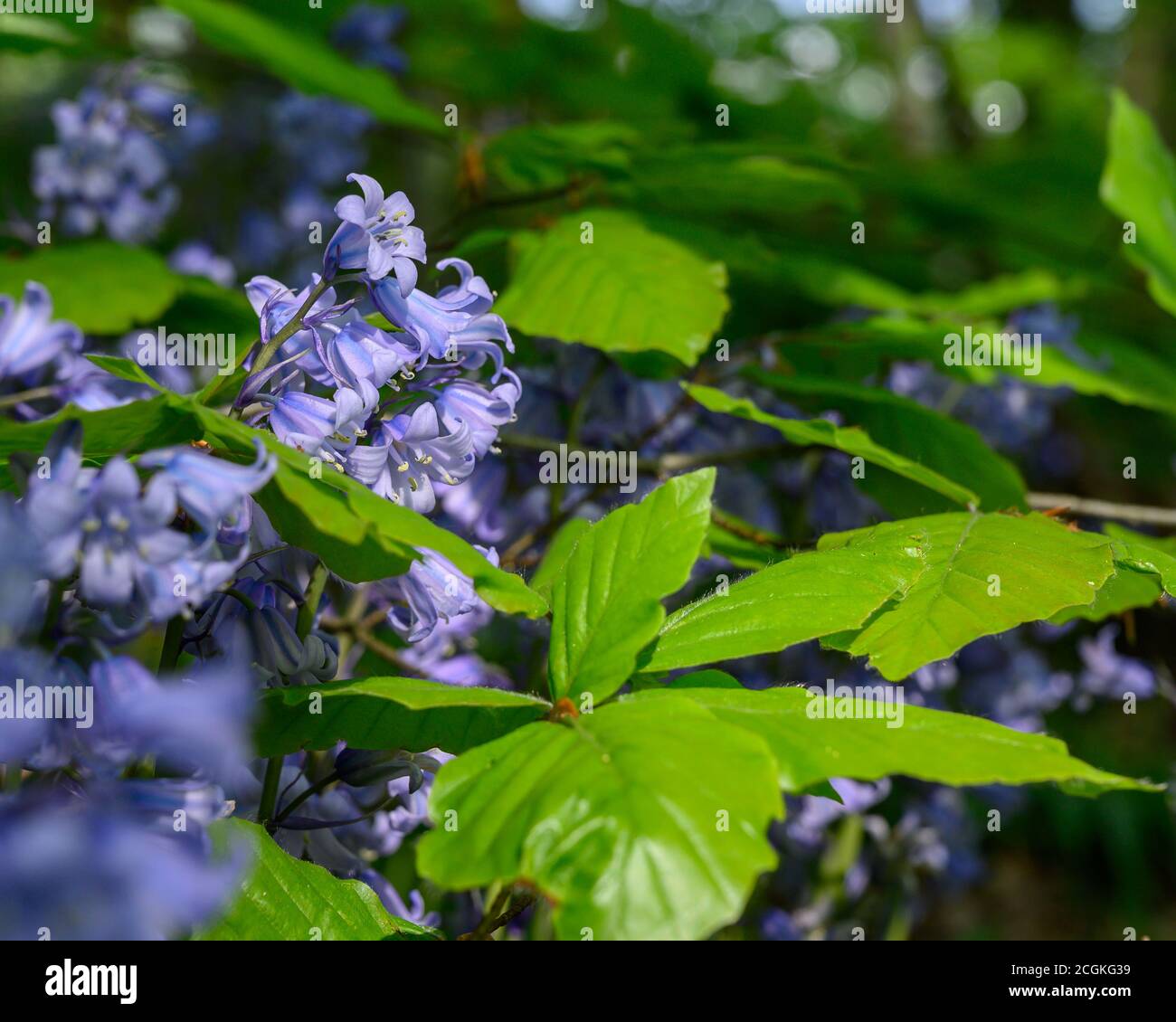 Beech trees in the spring, Worsley Woods, Worsley, Manchester Stock ...