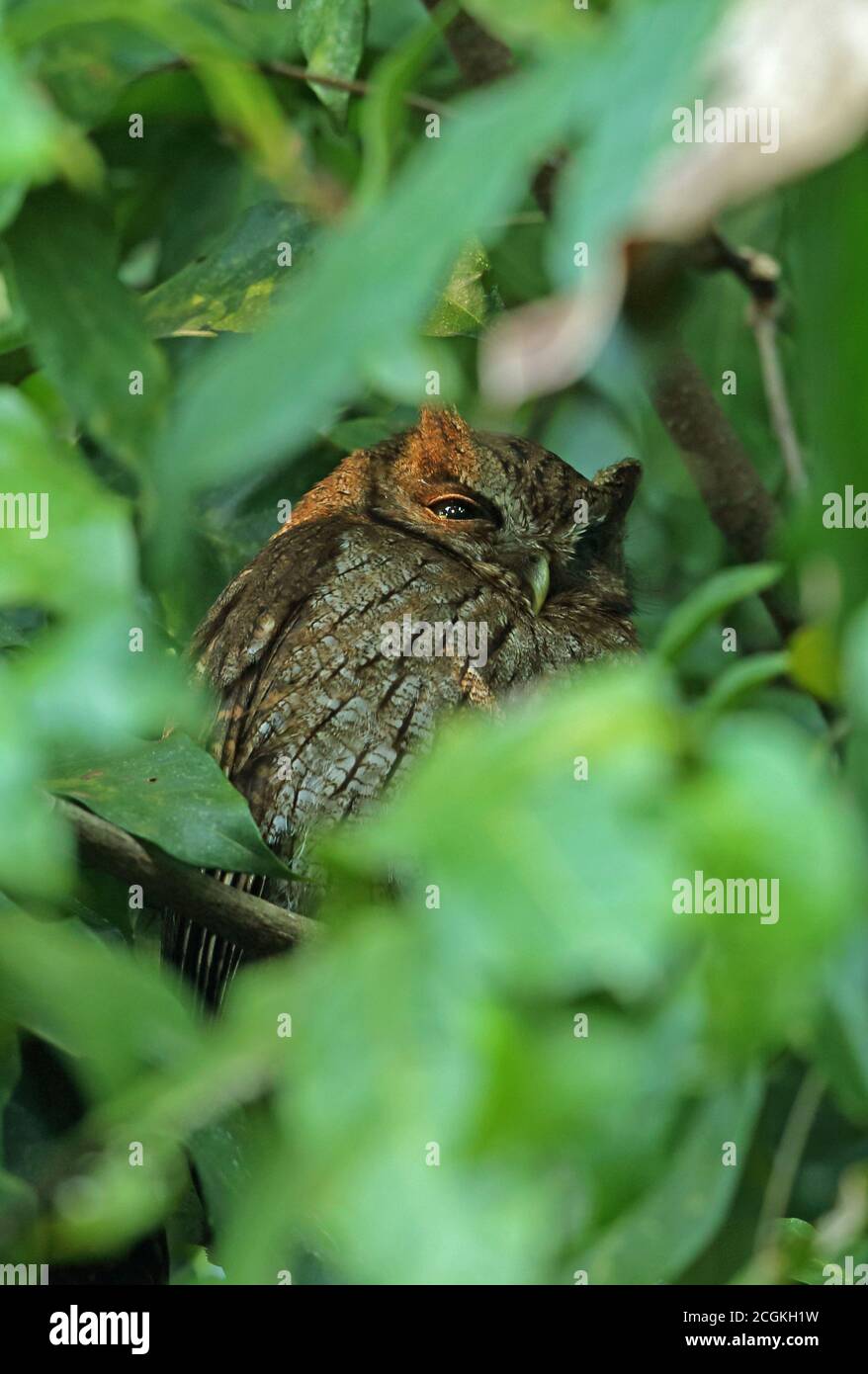 Tropical Screech-owl (Megascops choliba ducessatus) adult perched in ...