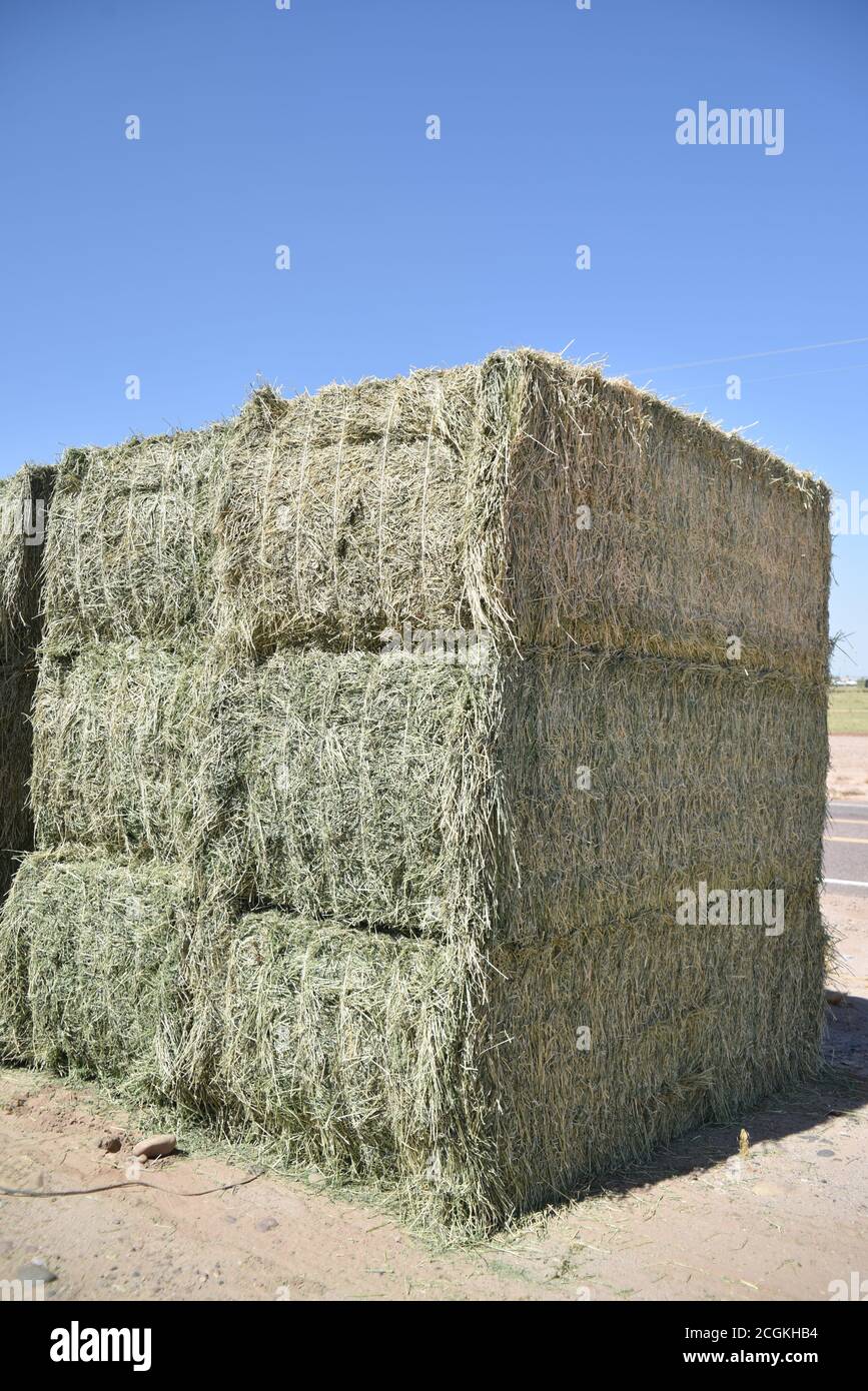 Arizona baled alfalfa hi-res stock photography and images - Alamy